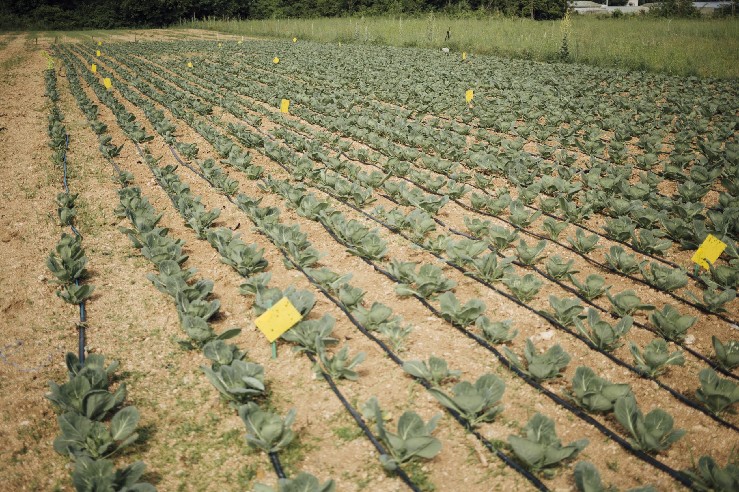 Sustainable Certifications - Exquisite Fruits